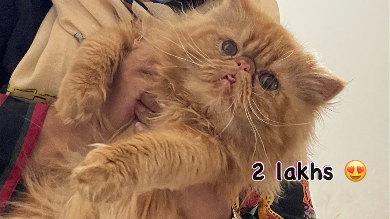 One day with them|| Persian cat || extreme punch face || 2 lakhs cat 😍 ...