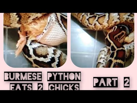 BURMESE PYTHON eats 2 chicks(part 2) - YouTube