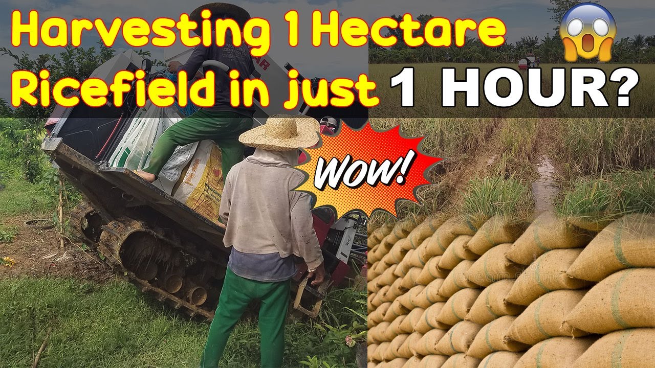 How to harvest 1 hectare rice field in just 1 hour😱😱😱😱 - YouTube
