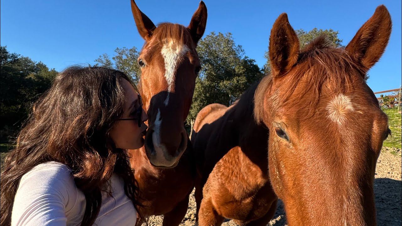 Meet the horses at the Anton Ranch January 2025 - YouTube