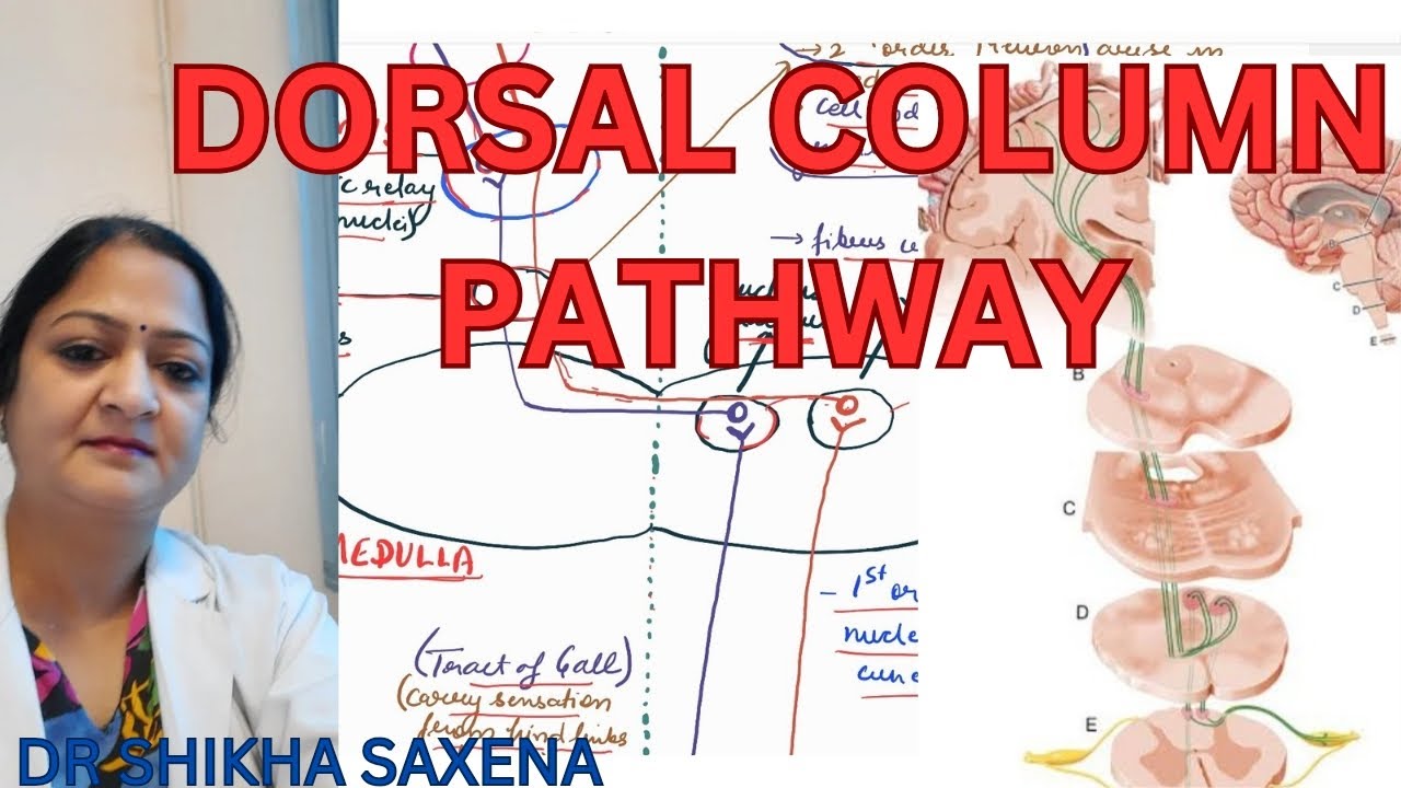 Dorsal column pathway, medial lemniscus pathway, Gall and Burdach ...