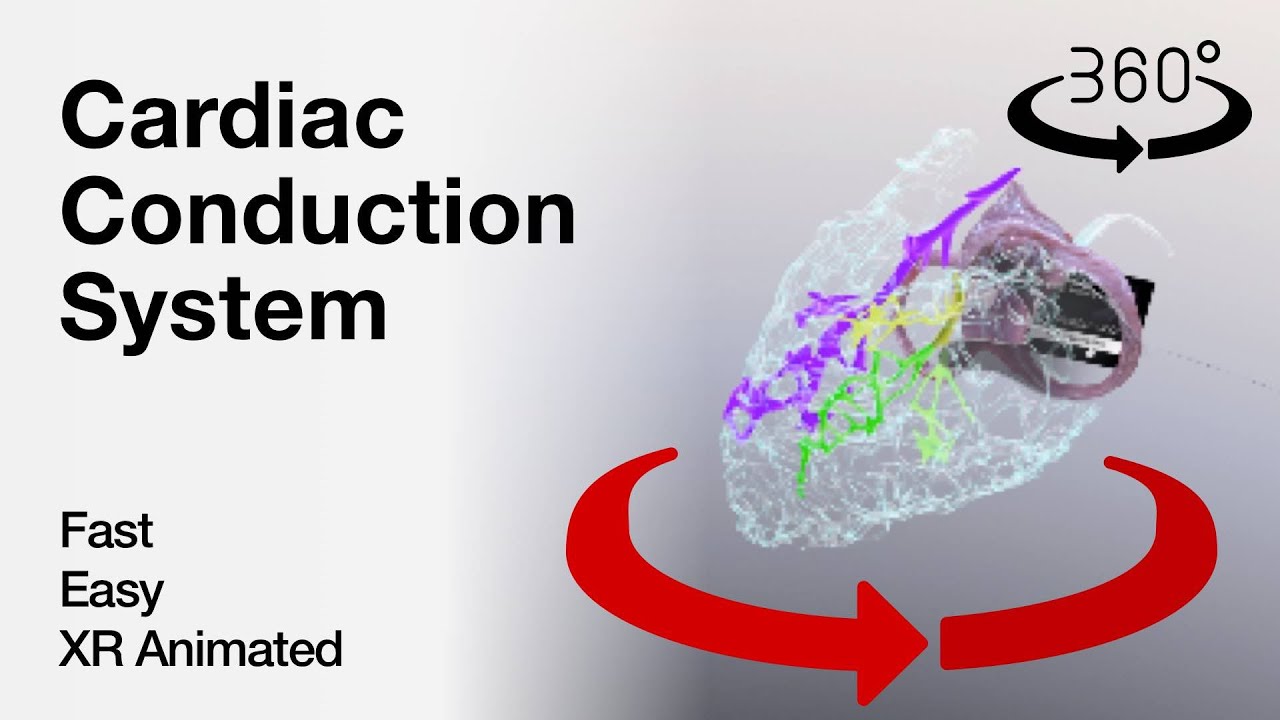 360 video - Cardiac Conduction System - Explained in Mixed Reality ...