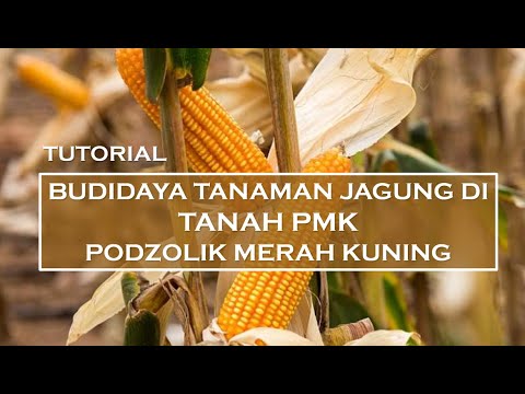 TUTORIAL Teknis Budidaya Jagung di Tanah Marjinal PMK Podsolik Merah Kuning untuk hasil maksimal ...