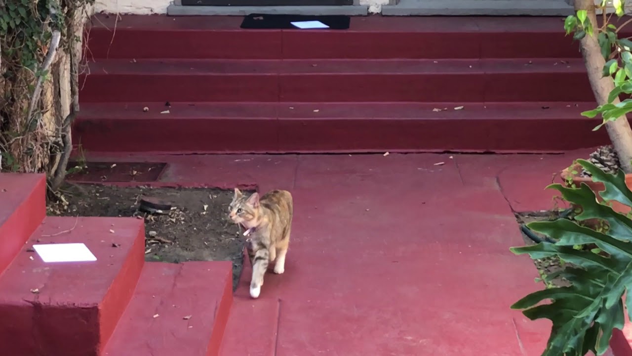 My Cat Milla's First Day Outside By Herself! No Leash - YouTube