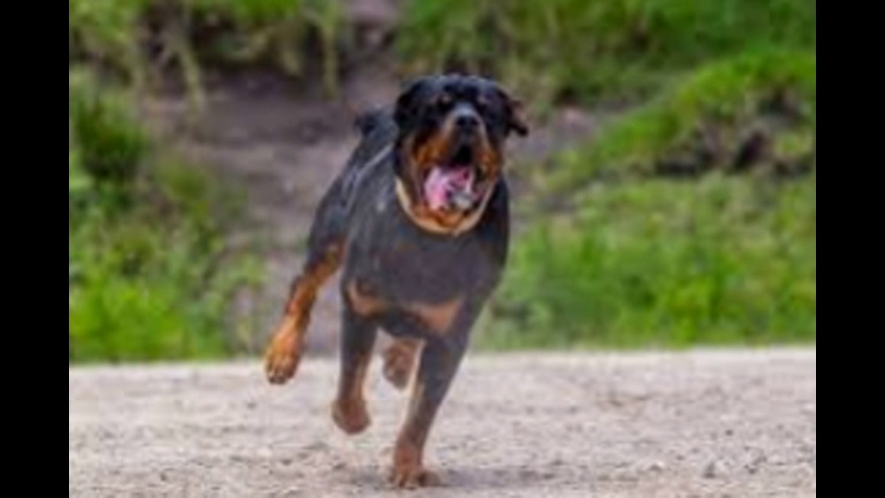 chien rottweiler royal - YouTube
