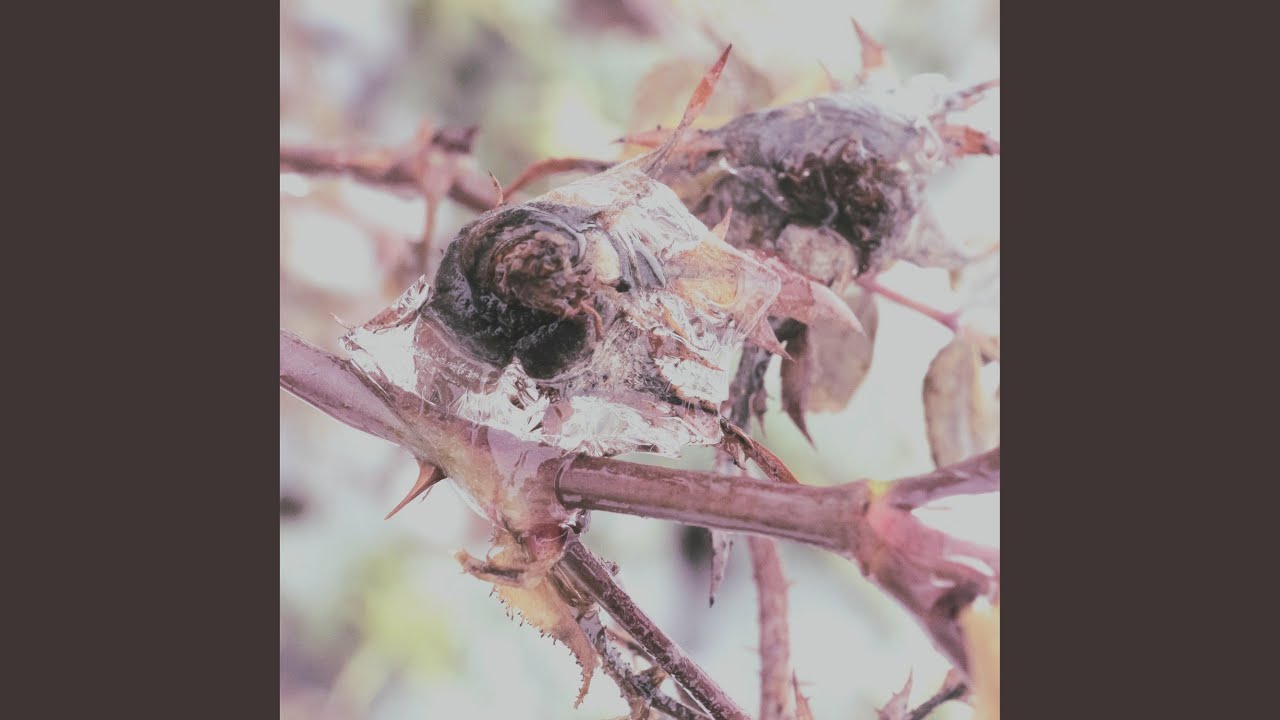 Rotten roses - YouTube