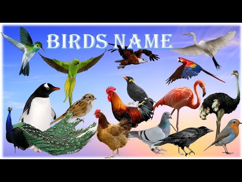 all bird |all bird name|bird name in hindi pakshi ke nam hindi me|bird ...