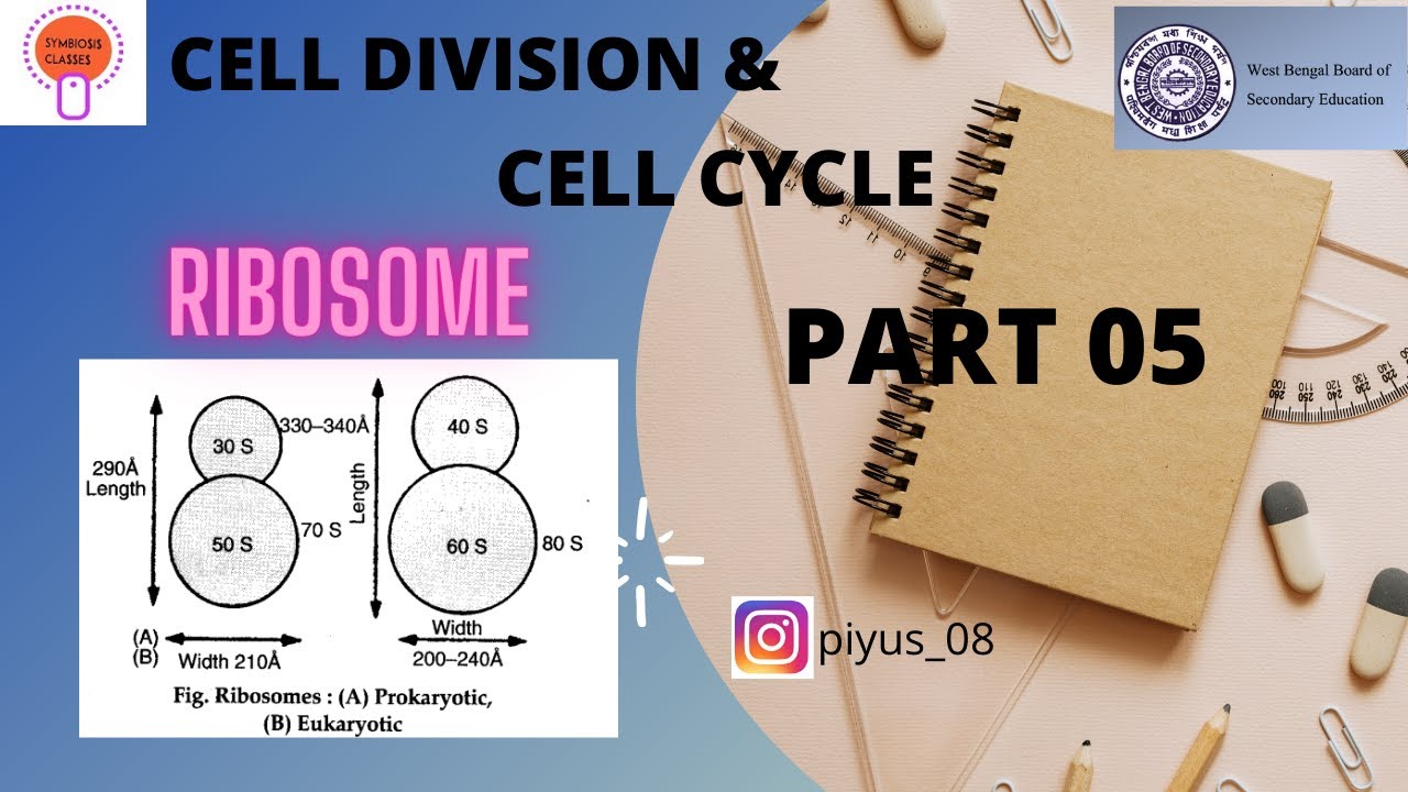 Cell Division & Cell Cycle 05 II Continuity Of Life II Class 10 ...