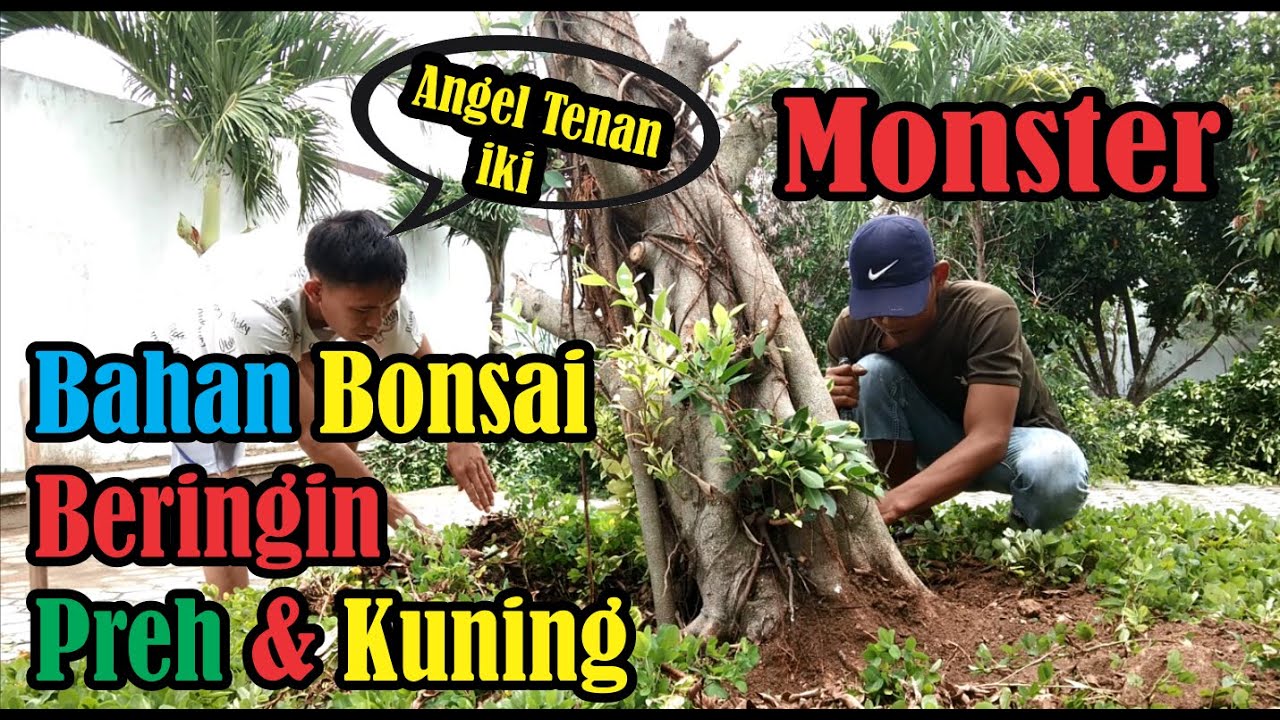 Bahan Bonsai Beringin Preh || Proses Pendongkelan Preh dan Beringin ...