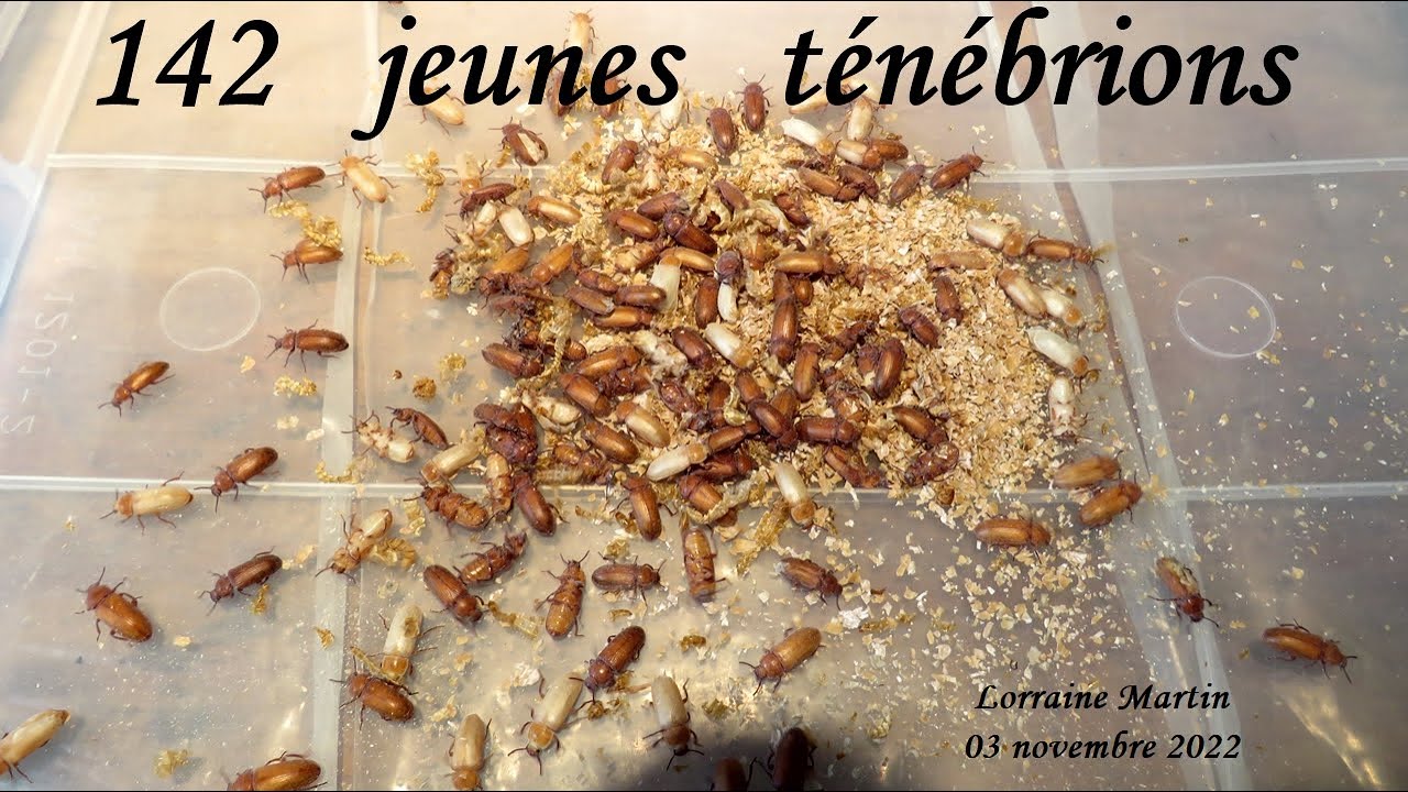 Élevage de vers de farine, transfert des ténébrions et nymphes le 1 er ...