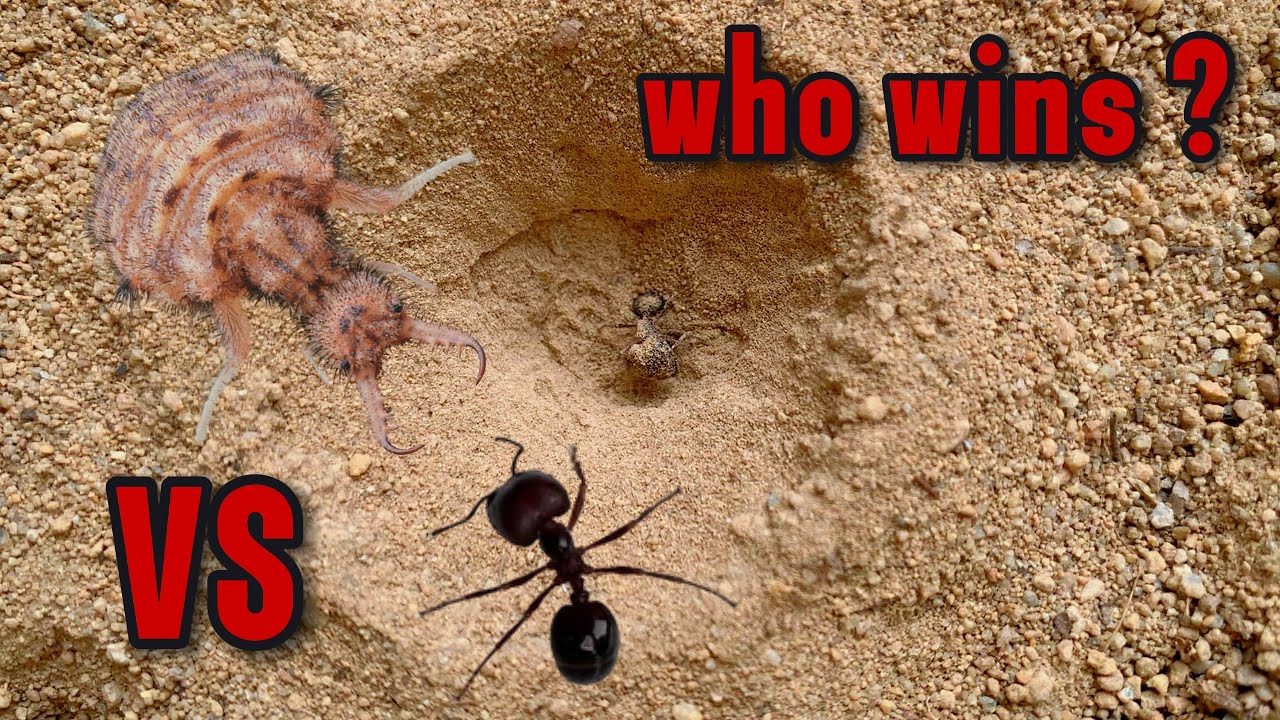 Who Wins? Lion Ant vs. Giant Ant Battle! - Animal World Antlion - YouTube