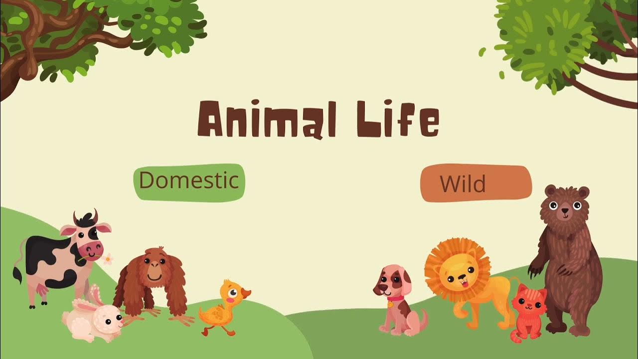 Domestic and Wild Animals for LKG Students Nirmalamatha Central school ...