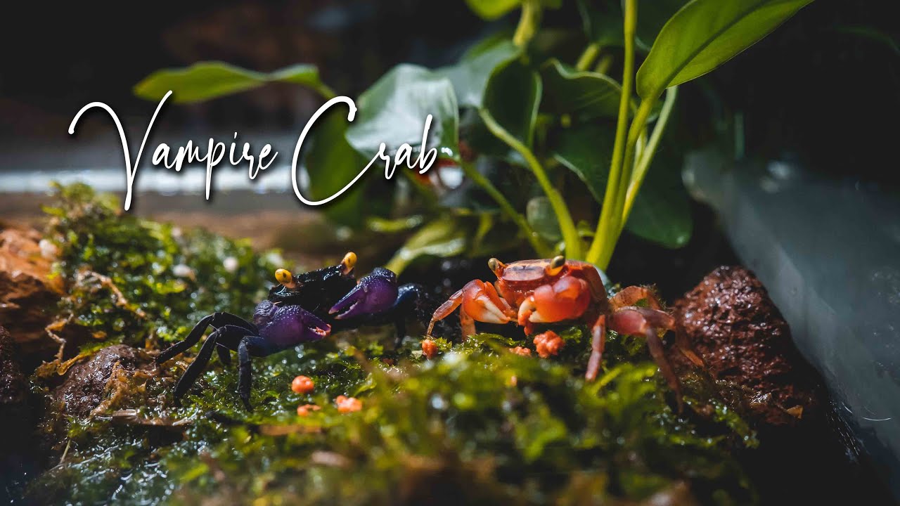 Vampire Crabs Tank Setup - YouTube