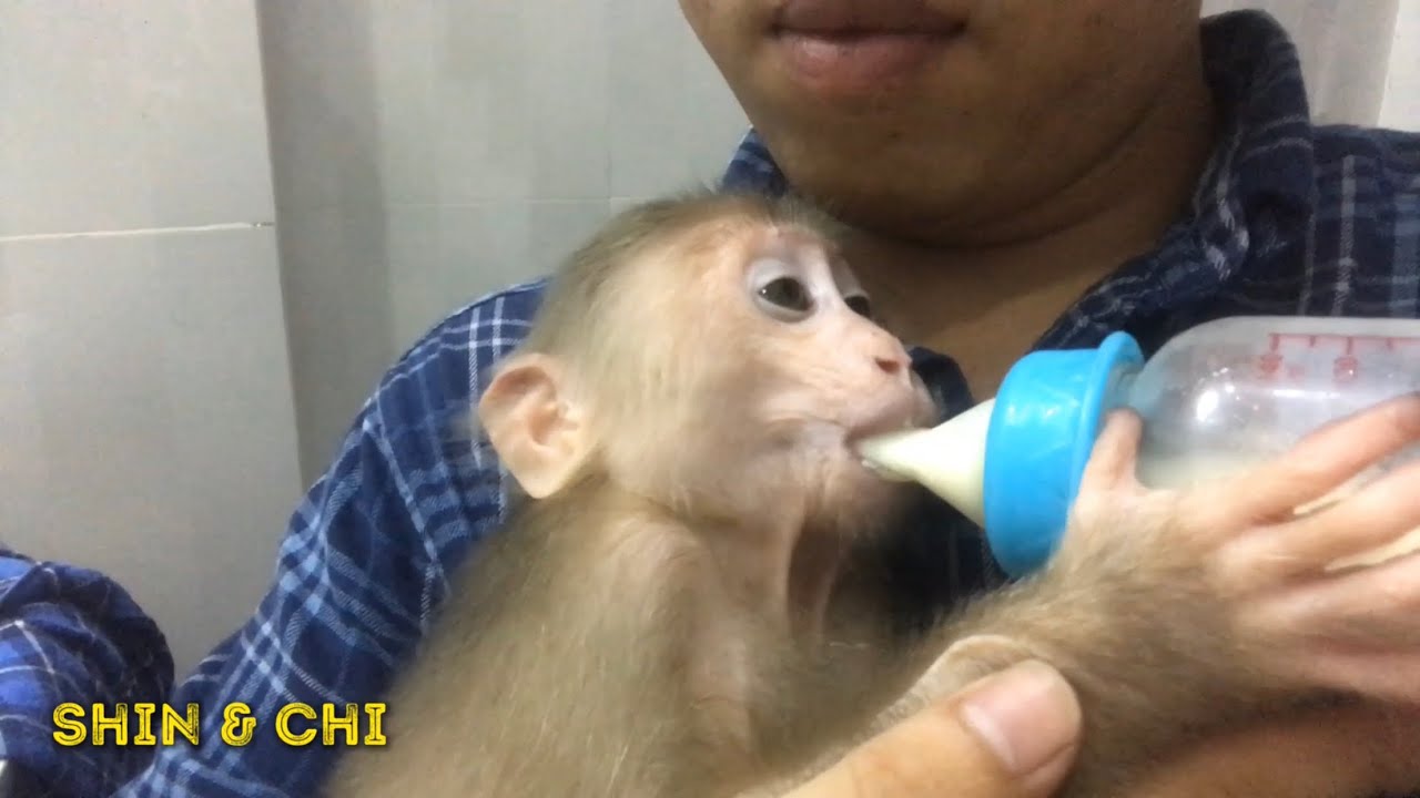 Monkey Baby Shin sucks Milk very well | Cute animal videos - YouTube