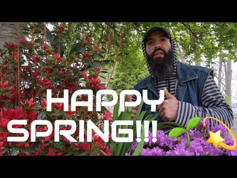Rhododendrons for mom & poem "Rhodora" by Ralph Waldo Emerson #love # ...