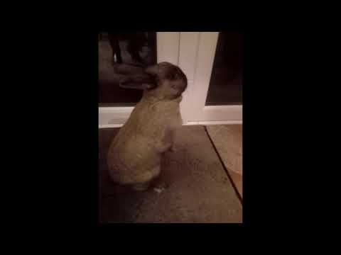 Say Excuse Me - Marcel Springorum and Boys - Armpit Fart and Burp Song