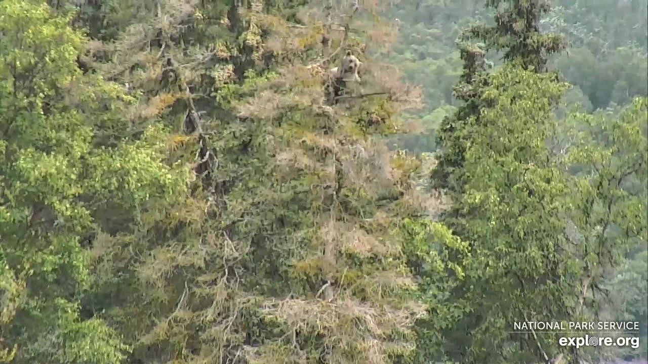 435 Holly's coy climbs up and down a tree again 7/24/2020 - YouTube