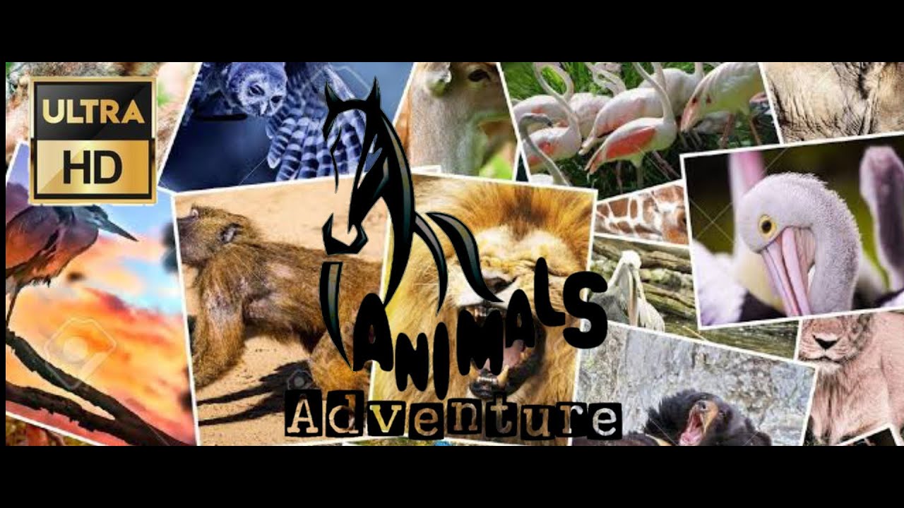 All type of animals Adventure videos - YouTube