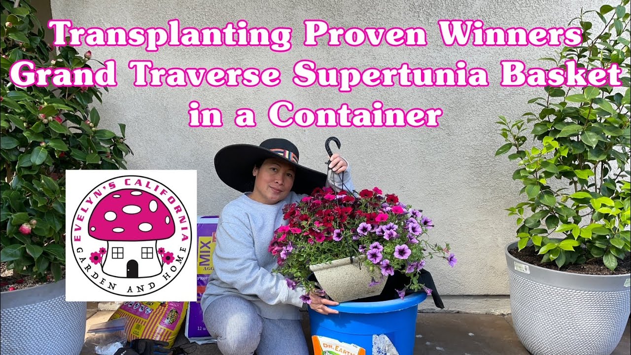 Transplanting Proven Winner Grand Traverse Supertunia Combo in a ...