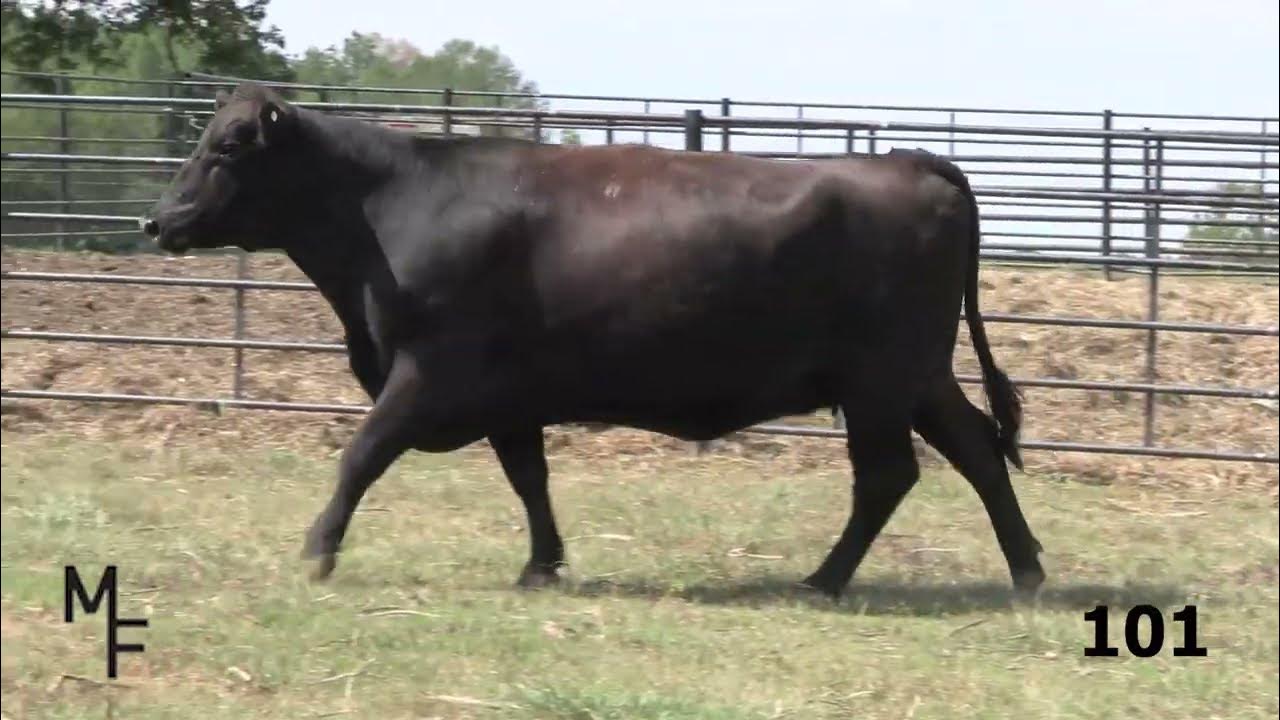 McCloud Farms Lot 101 - YouTube