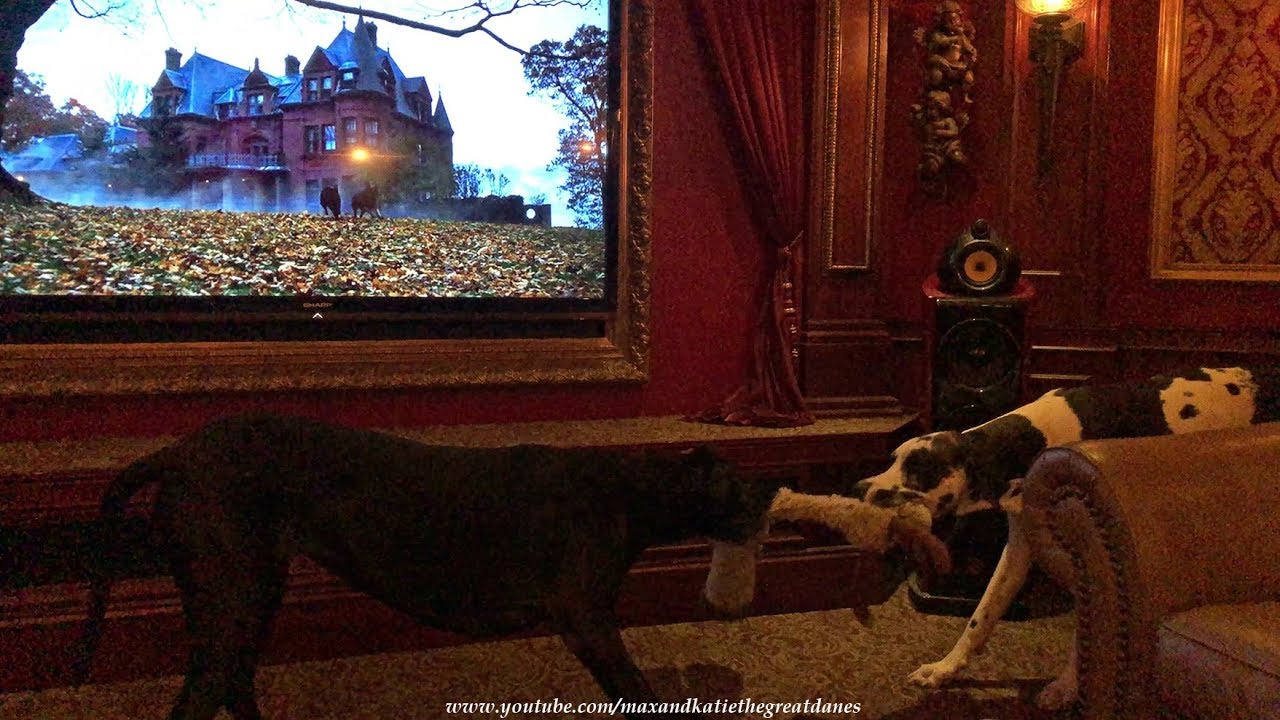 Great Danes Are The Comedy Show Before The Movie - YouTube