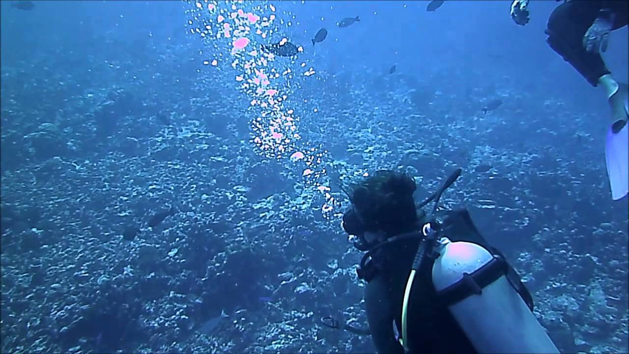 Diving Tiputa Pass, Rangiroa with Dolphin - YouTube