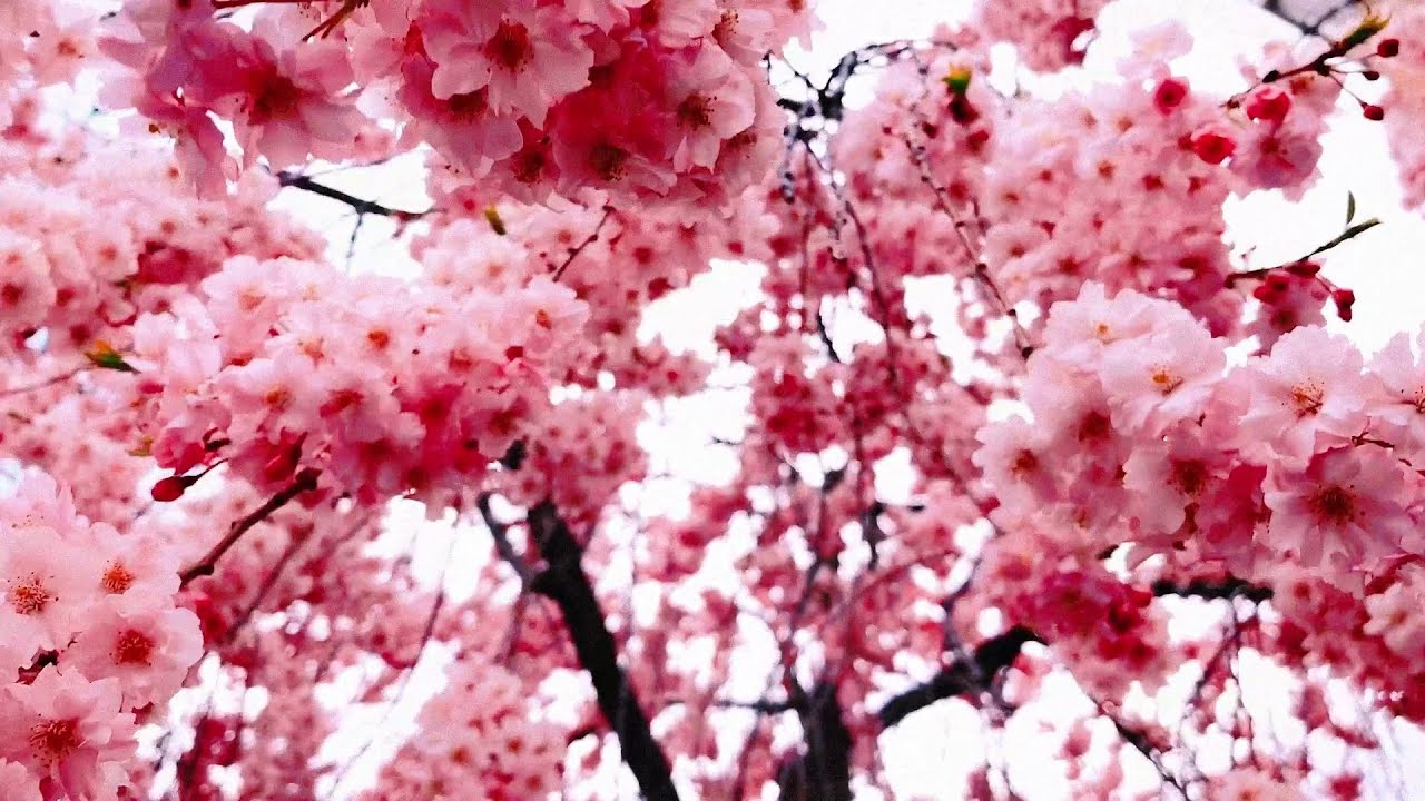 "Beautiful Garden Flowers | Calming Floral Views for Relaxation | Study ...