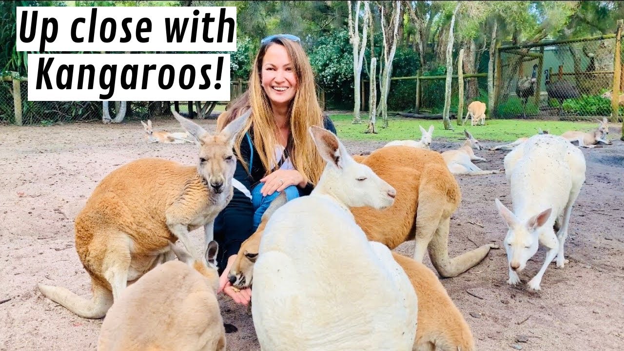 Caversham Wildlife Park, Kangaroos, Koalas and Quokkas! - YouTube