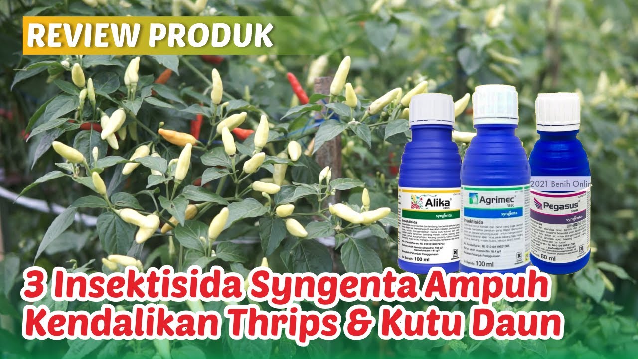 Review Produk Insektisida Syngenta Agrimec, Pegasus, Alika untuk ...