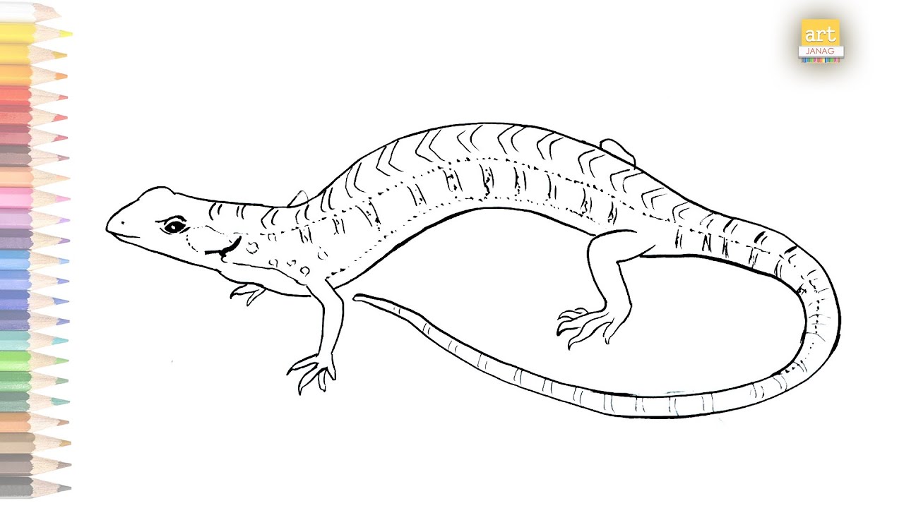 Lizard Drawing Outline