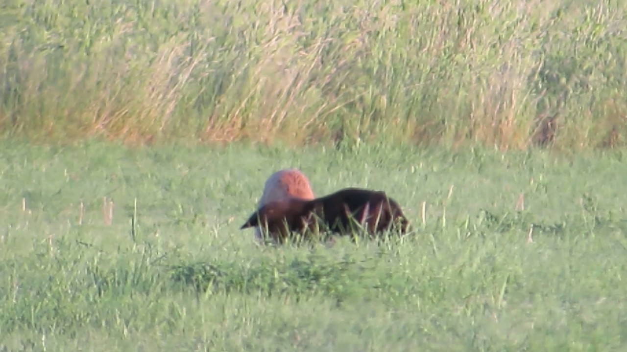 Rare Black Fox Cub - YouTube