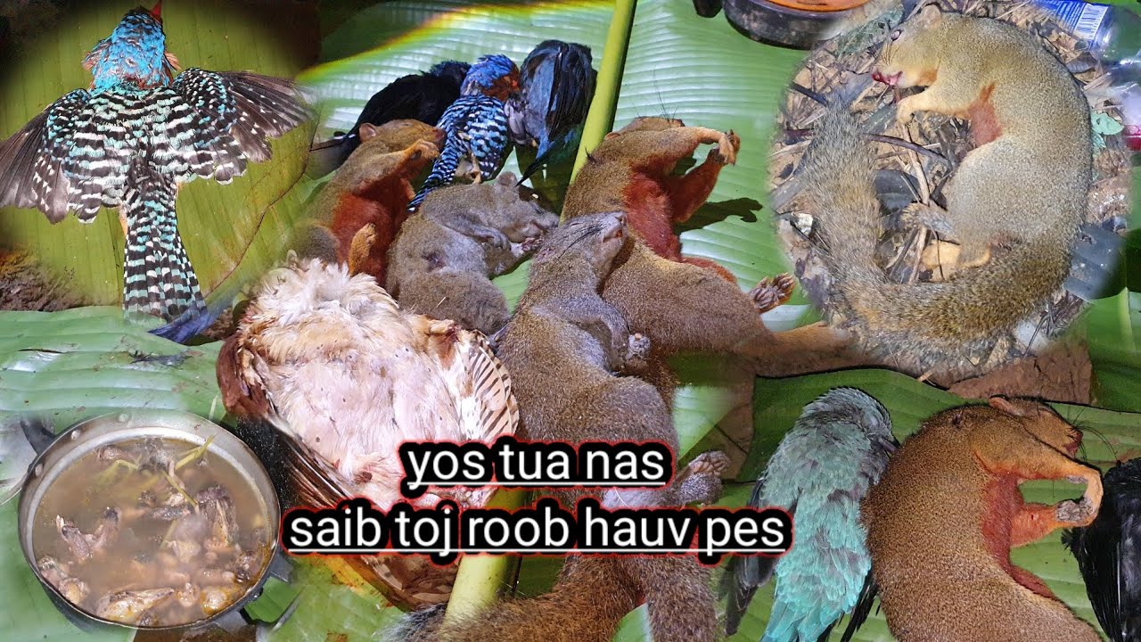 yos hav zoov saib toj roob hauv pes lam hlwb tua nas tua noog ua si.เลาะป่าหากีน - YouTube