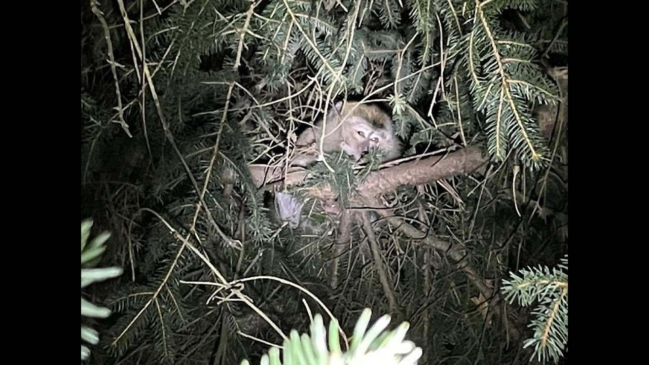 CDC: Monkeys Posed a Public Health Risk, Good Samaritan Told to Watch ...