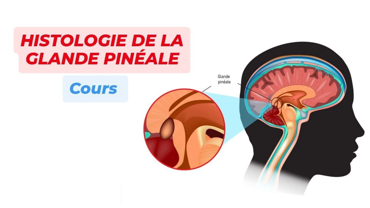 HISTOLOGIE DE LA GLANDE PINEALE - YouTube