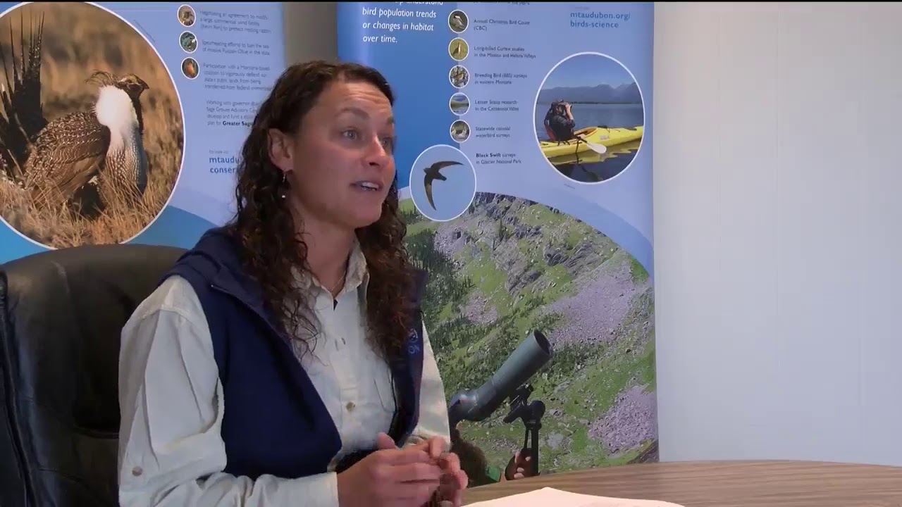 What's causing Helena's bird population decline? - YouTube