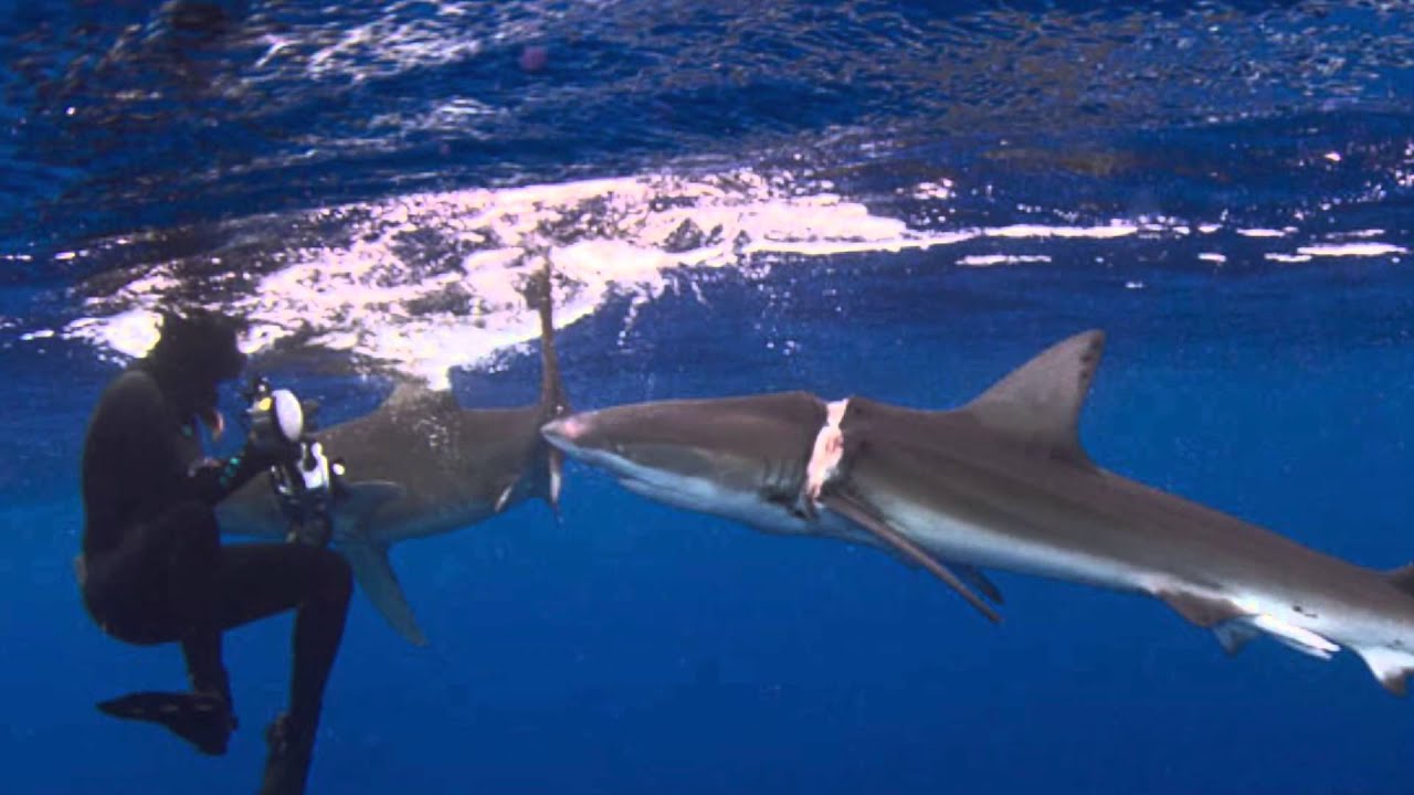 Shark Rescue with Epic Diving - YouTube