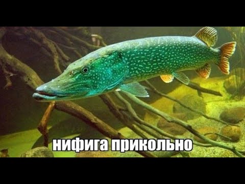 sheesh post status - YouTube