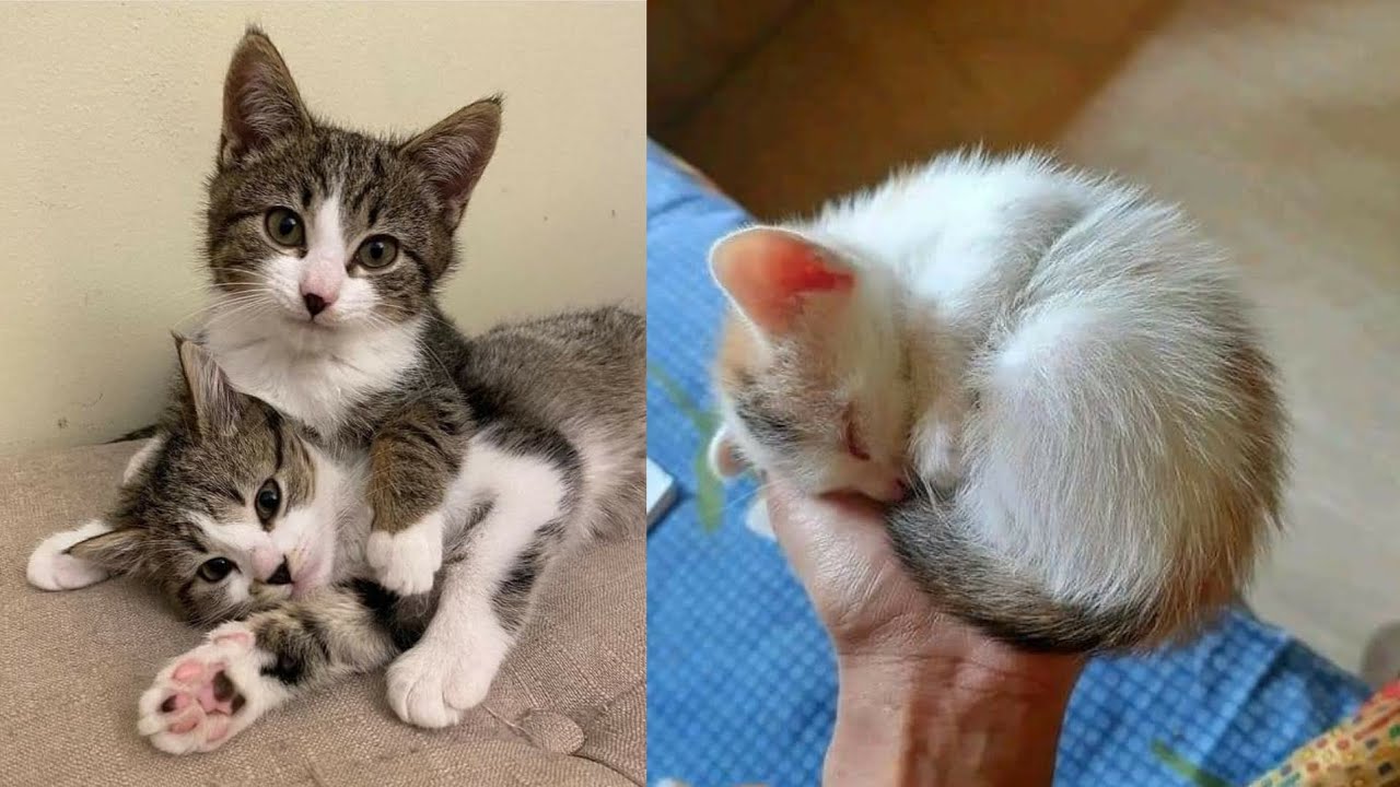 So Cute & Fluffy Little Kitties | For Kitten Lovers ️😺 - YouTube