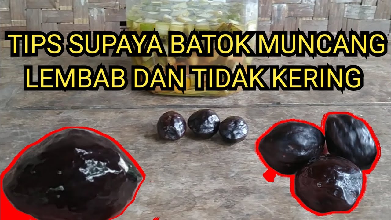 TIPS SUPAYA BATOK MUNCANG TIDAK KERING #kemiri #muncang #muncangadu # ...