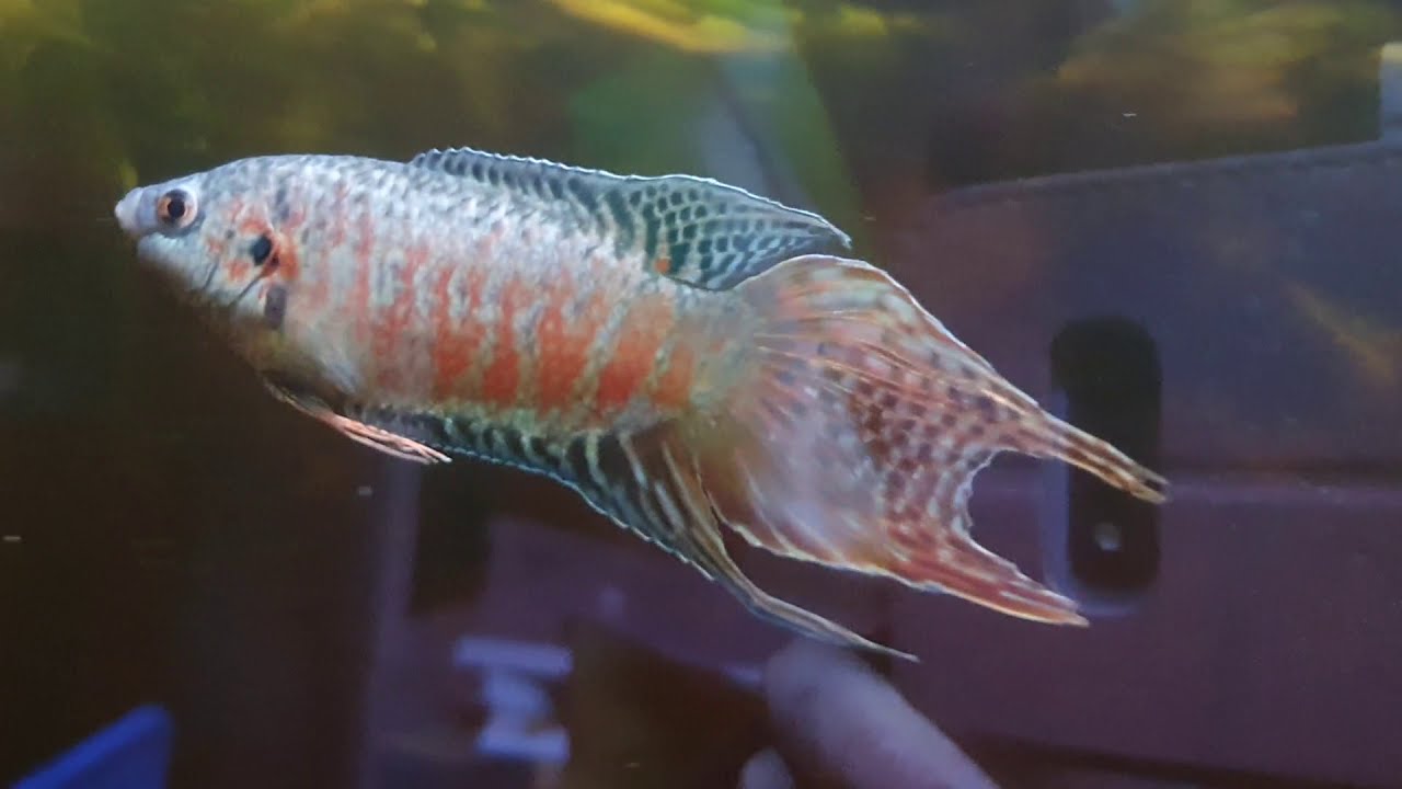 Der Paradiesfisch Macropodus opercularis | Haltung, Pflege, Zucht ...