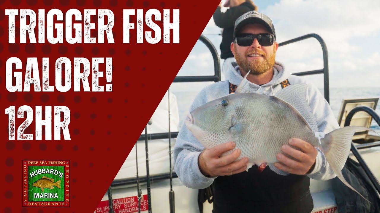 Trigger Fish Popping Off! Offshore Fishing in The Gulf Waters ...