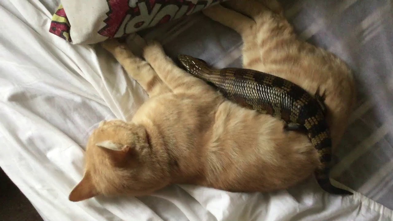 now cats like lizards - YouTube