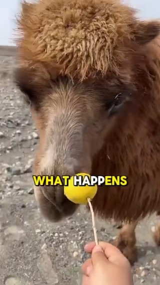 Reacting to a Camel eating Lemon🍋 😂 - YouTube