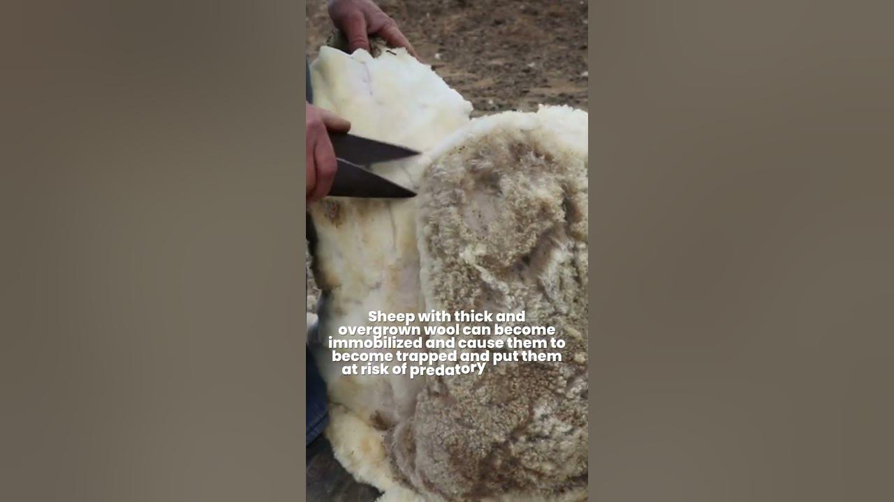 Why Sheep Need to be Sheared? 🐑 Why Is Sheep Shearing Important? # ...