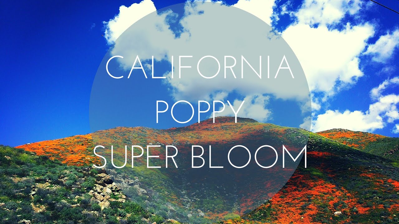 California Poppy Super Bloom! • Growing Home Gardening - YouTube