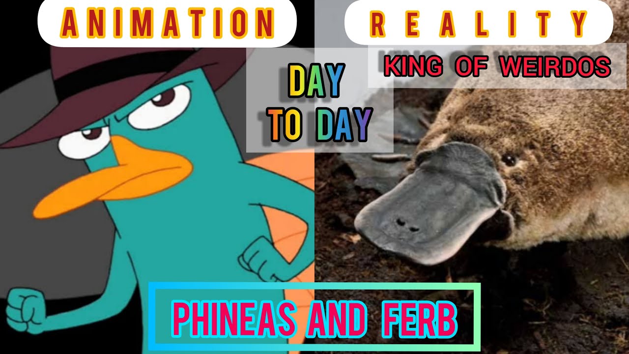 How Baby PLATYPUS Grows Up/From the Birth Until He Becomes An Adult ...