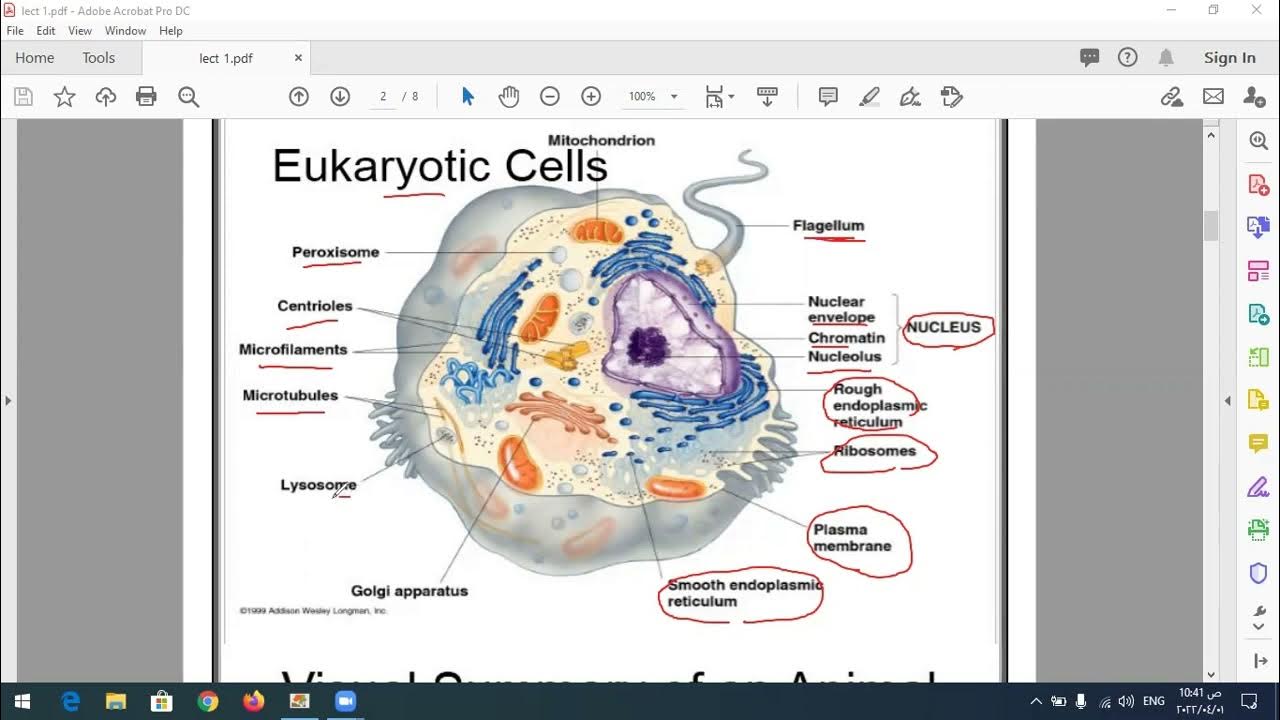Cell biology Lect 1 - YouTube
