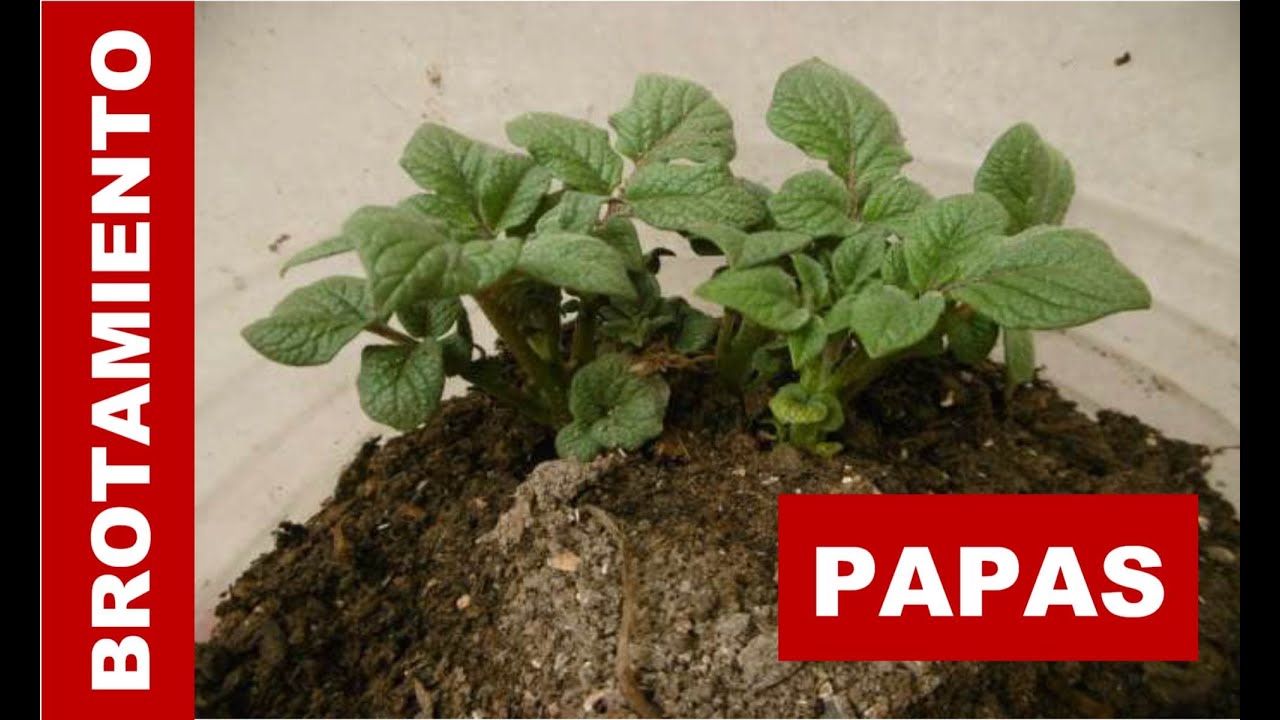 EXPERIMENTO: COMO HACER BROTAR Y SEMBRAR PAPAS EN MACETAS - YouTube
