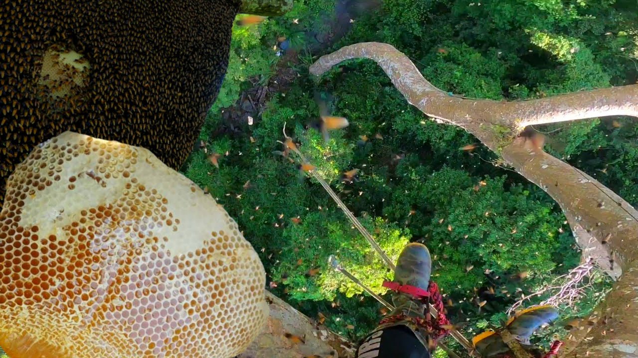 Forest Honey Harvesting On Tall Trees Rainforest - YouTube