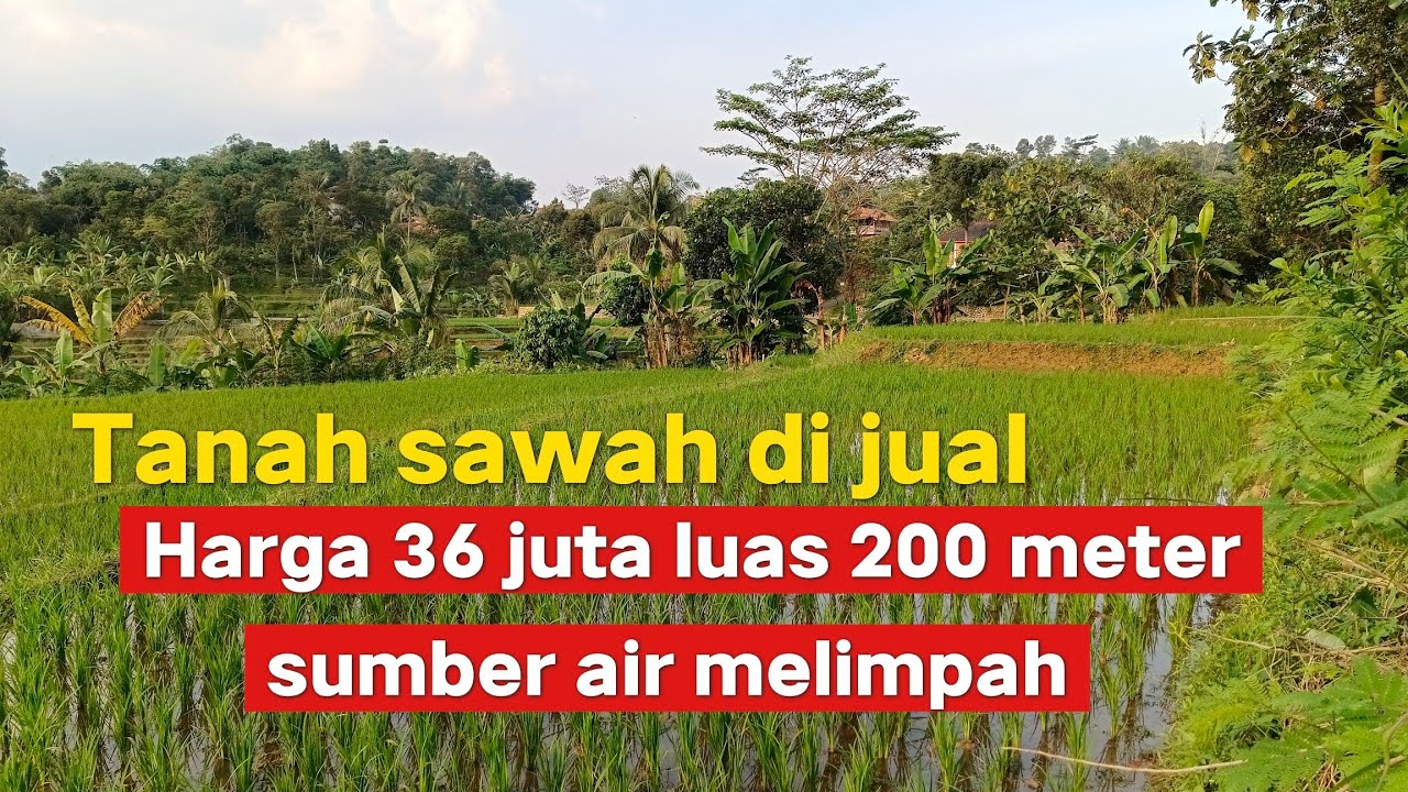 Di jual murah Tanah Sawah || Luas 200 meter Harga 36 juta Surat Girik ...